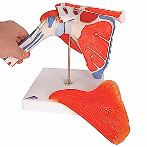 3B Scientific A880 Shoulder joint .w rotator cuff - 3B Smart Anatomy