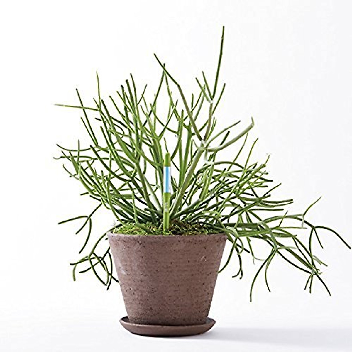 Sustee Aquameter (Small Green Refillable - Bundle of 2) - House Plant Soil Moisture Meter, Humidity Sensor Probe, Water Level Indicator - Best for Indoor Potted Plants