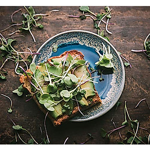 Superfood Microgreen Seeds Mix | for Microgreens Growing Trays | 1 LB | Heirloom Non GMO Purple Kohlrabi, Collard, Radish, Turnip & Broccoli Sprouts Seeds | Rainbow Heirloom Seed Co.