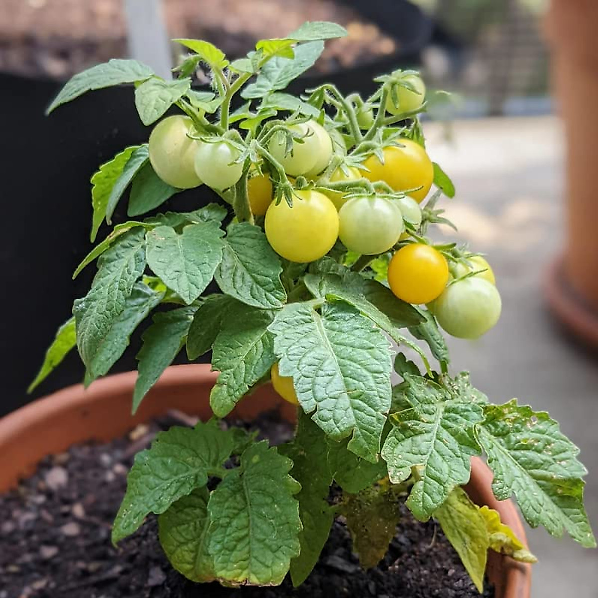 20 Orange Hat Tomato Seeds Dwarf Tomato Plant Seeds for Planting Outdoor Garden