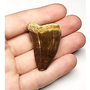 Massive Mosasaurus Tooth Fossil - Genuine - Dinosaur That Swam!