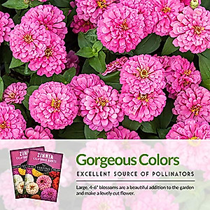 Survival Garden Seeds - California Giants Zinnia Seed for Planting - Packet with Instructions to Plant and Grow Zinnia Elegans Plants in Your Home Vegetable Garden - Non-GMO Heirloom Variety