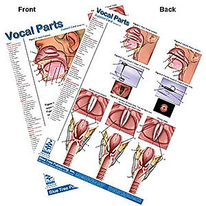 Vocal Parts, Pharynx & Larynx Anatomical Chart with Software Larynx and Vocal Fold ID Speech Language Pathology, SLP, Singing