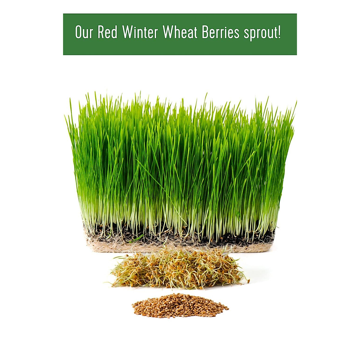 Hard Red Winter Wheat Berries | 5 LBS | Family Farmed in Washington State | Non-GMO Project Verified | 100% Non-Irradiated | Certified Kosher Parve | Field Traced | Burlap Bag