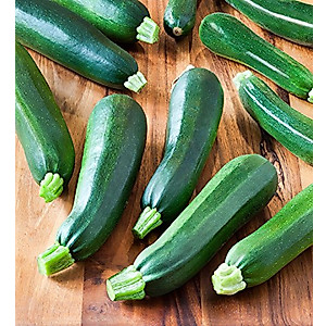 Gaea's Blessing Seeds - Zucchini Seeds - Non-GMO - with Easy to Follow Planting Instructions - Heirloom Black Beauty Summer Squash 97% Germination Rate