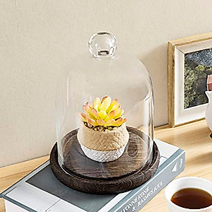 MyGift Clear Cloche Glass Dome, Display Bell Jar with Top Handle and Rustic Brown Solid Wood Base