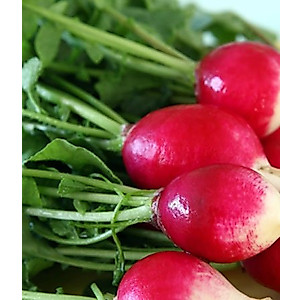 "Sparkler White Tip" Radish Seeds for Planting, 100+ Heirloom Seeds Per Packet, (Isla's Garden Seeds), Non GMO Seeds, Botanical Name: Raphanus sativus, 90% Germination Rate