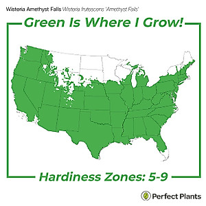 PERFECT PLANTS Amethyst Falls Wisteria Vine 1 Gallon | Live Shrub for Outdoor Planting | Fast Growing Vines for Trellis or Fence | Beautiful Purple Flowers During Spring & Summer