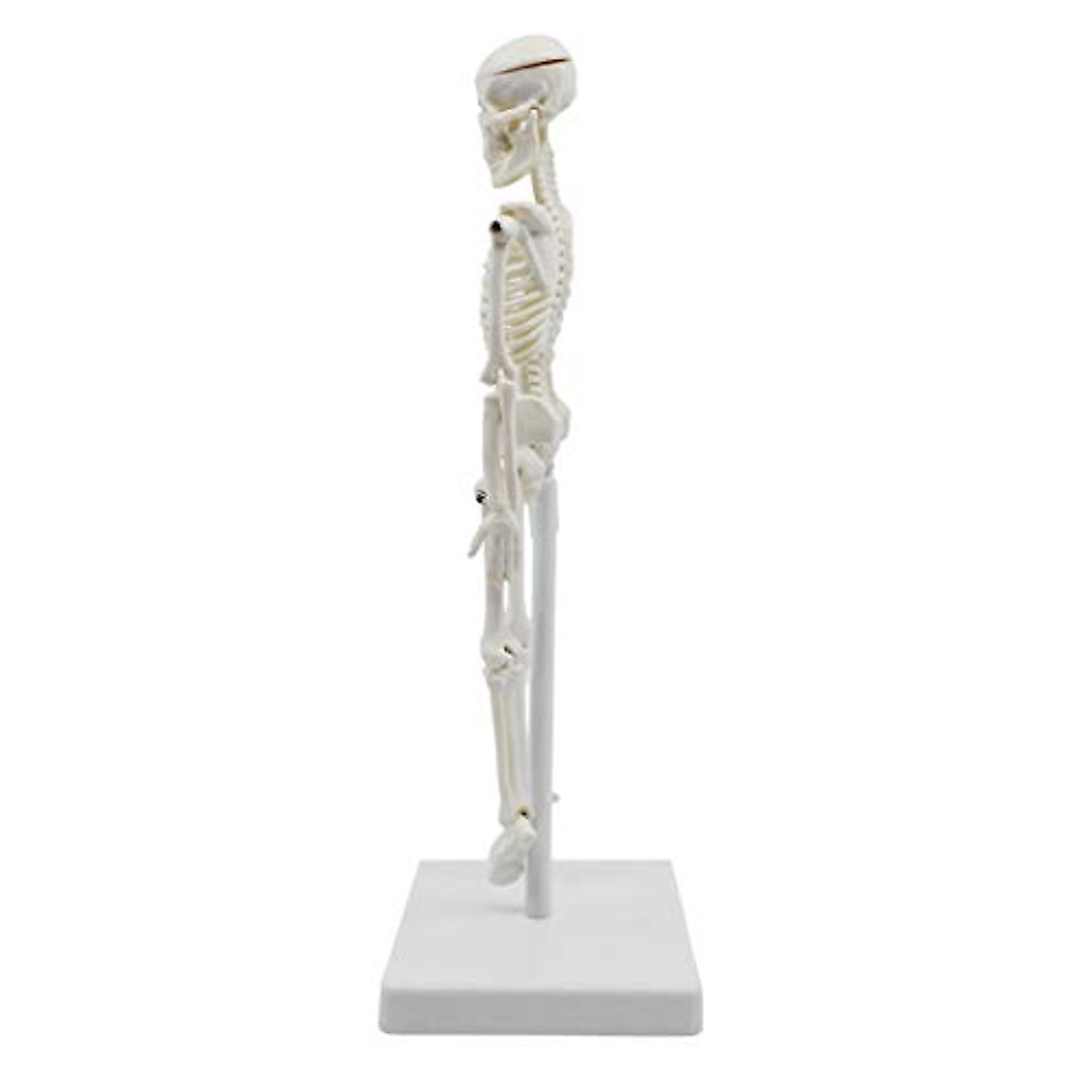 Miniature Human Skeleton Model, 8" Tall - with Mount & Stand - Anatomical Model, Articulated, Flexible Joints - Eisco Labs