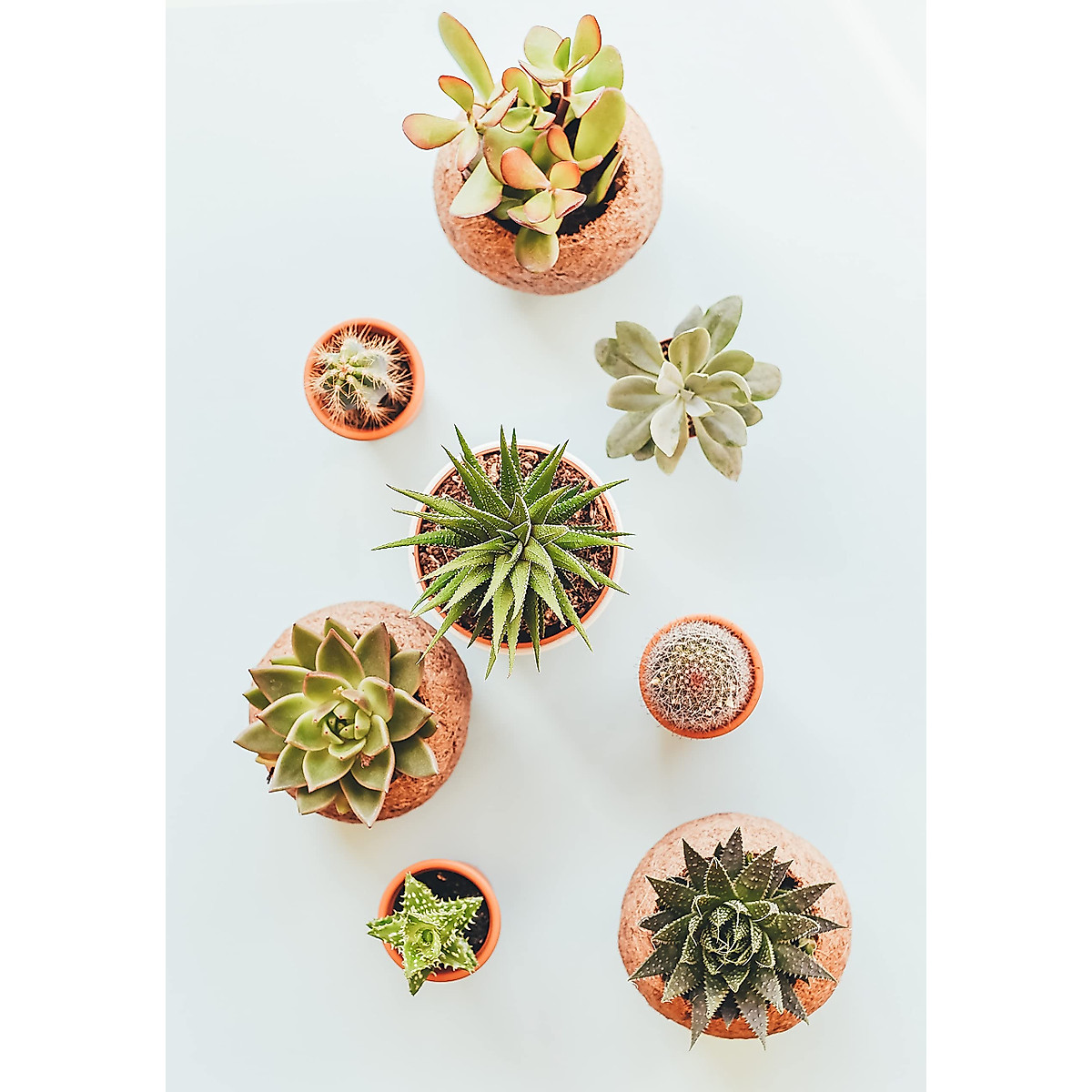 Bonsai Soil All Purpose Mix | Fast Draining Pre Blend Plant | Pumice, Lava, Calcined Clay and Pine Bark ● Potting Pre Mixed Bonsai Plant Soil Mixture by The Bonsai Supply (2 Quart Bag)