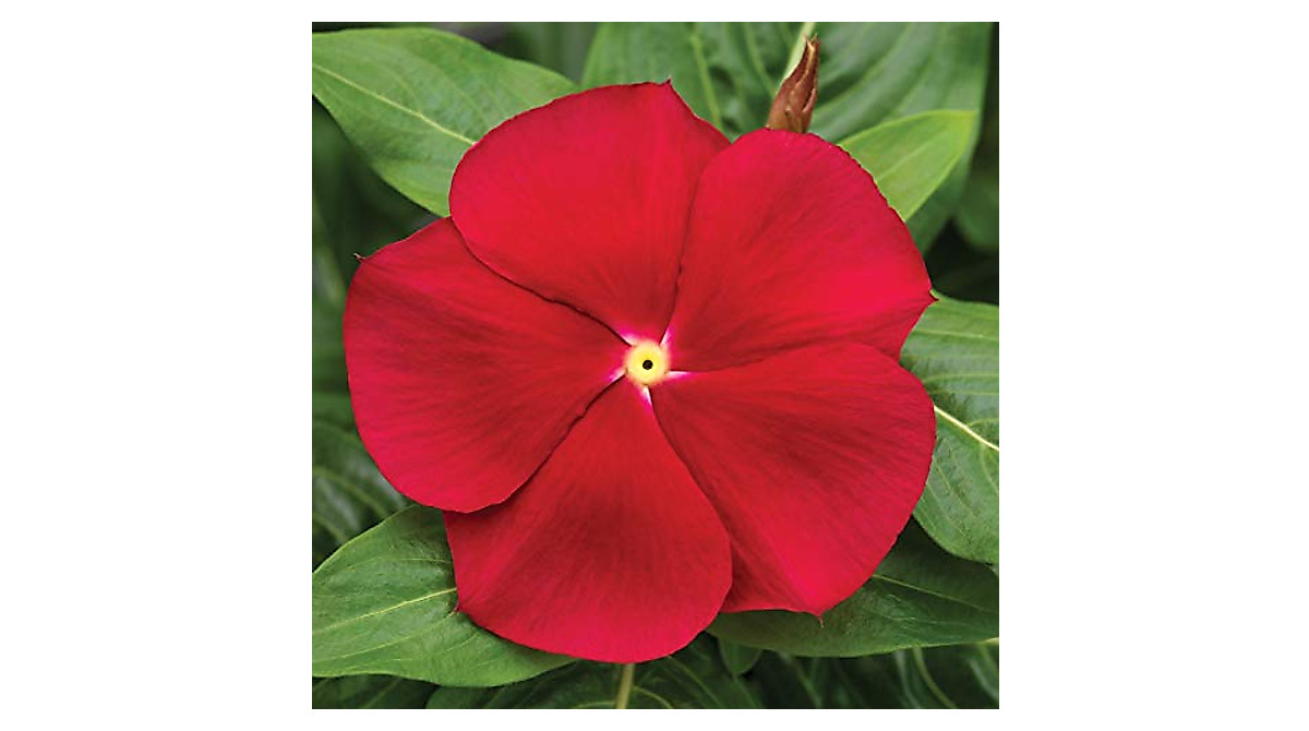Vinca Periwinkle Cora Red Seeds | Vibrant Garden Flower & Ground Cover