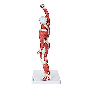 Miniature Muscular System Model, 20” Human Muscle Model, Body Muscle Figure Anatomy Model with Structure of the Body, Anatomy and Physiology Model, Detailed Product Manual, Made by Axis Scientific