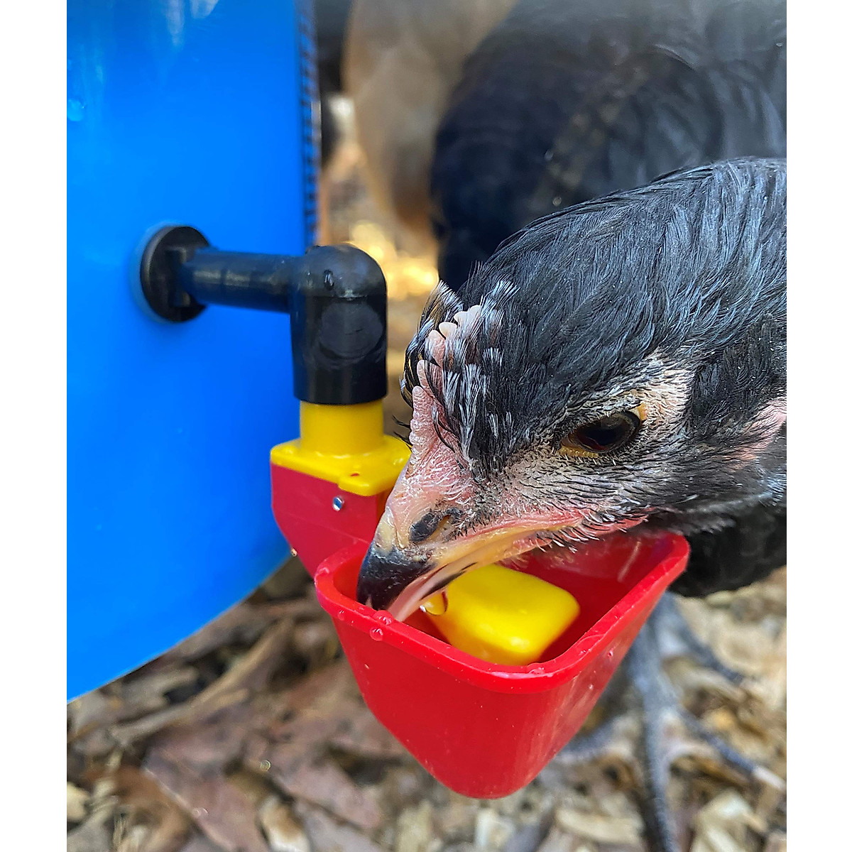 Backyard Barnyard 4 Pack NO PECK Poultry Cup Waterer Drinker for Chicken Ducks Quail (Hardware Included) Chooks Bebederos para Gallinas