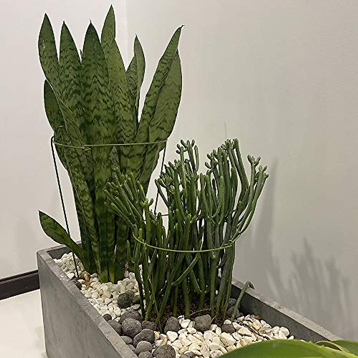 5-Pack Garden Plant Support Stake Green Plant Support Rings Support Hoop for Climbing Plant, Flowers ( 7.9" Wide x 11" High )