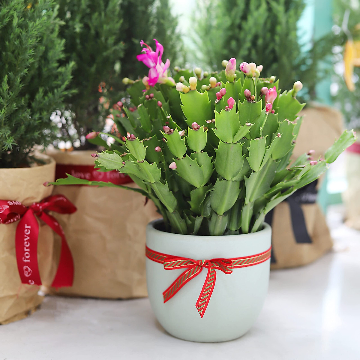 Christmas Cactus Thanksgiving Cactus (4-inch Plastic Pot) - Cactus Plants Live, Hand Selected, Rare Varieties for Gift or Home Decoration - Unique Collection of Live Cactus, Succulents, Indoor Plants