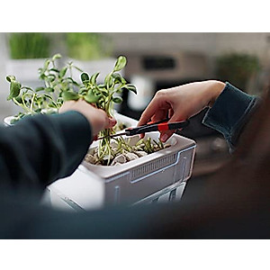 Back to the Roots 810667030377 Microgreen Bundle Sunflower & Organic Pea Shoot Seeds, Certified Organic, 0.56 Ounce (Pack of 6)