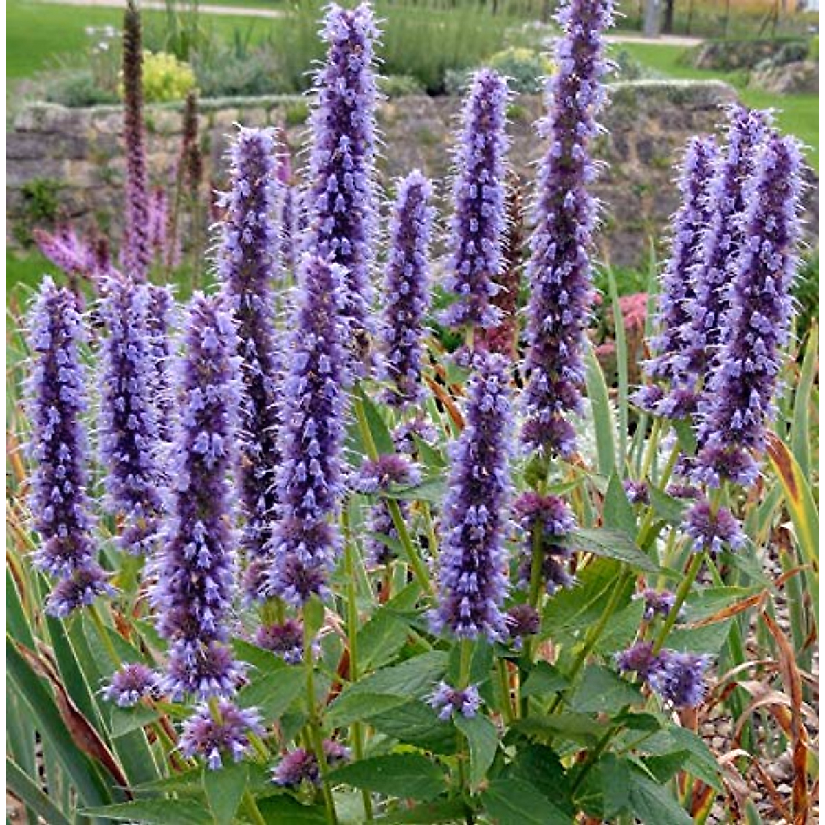 "Purple Giant" Hyssop Seeds for Planting, Fragrant Herb, 250+ Seeds Per Packet, (Isla's Garden Seeds), Non GMO & Heirloom Seeds, Botanical Name: Agastache Rugosa, Great Home Garden Gift