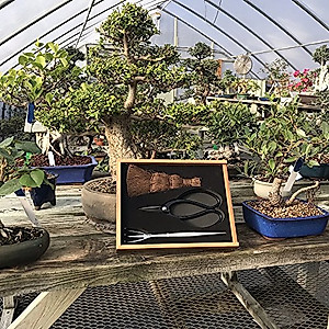 Tinyroots Tool Kit for Bonsai - 3 Piece Set Includes: Traditional Butterfly Shaped Bonsai Shears, Genuine Japanese Hemp Broom, Three Pronged Rake & Bamboo Storage Case + Bonsai Tools