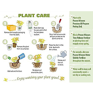 1 Gallon Quick Fire Fab Panicle Hydrangea (Paniculata) Live Plant, White, Pink, and Red Flowers