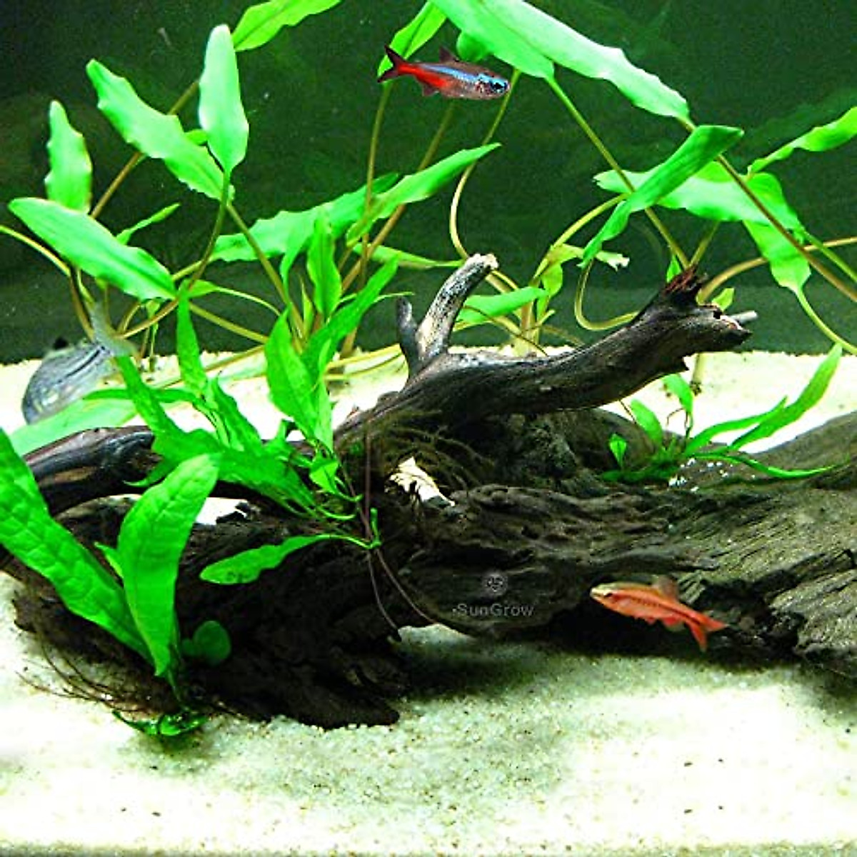 SunGrow Self-Dissolving Driftwood Strings, 20” Long Rope, Tie Java Fern, Moss, Anubias Plants, Blends with Cholla, Driftwood, 20-pcs