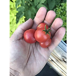 Rosy Finch Micro Dwarf Japanese Bonsai Tomato Premium Seed Packet