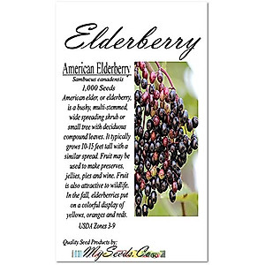 Big Pack - (1,000) American Elderberry Seeds - Sambucus Canadensis - Non-GMO Seeds by MySeeds.Co (Big Pack - Elderberry)