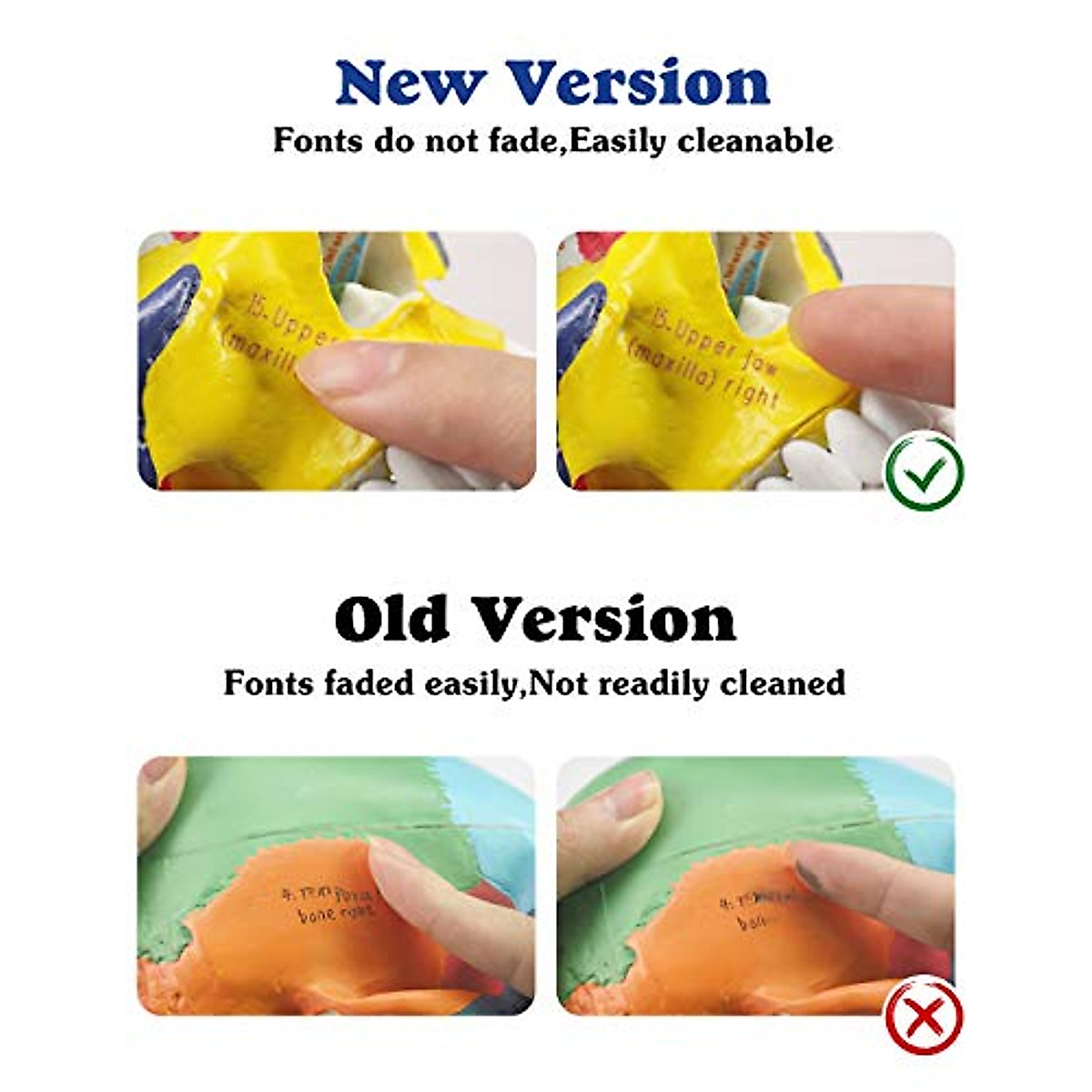 Upgraded Life Size Human Colored Head Skull Anatomical Model with Newest Laser-Etched Fonts and Skull Diagram Mouse Pad for Medical Student Human Anatomy Study Course Demonstration, Teaching