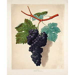 [Grapes] Black Muscadine