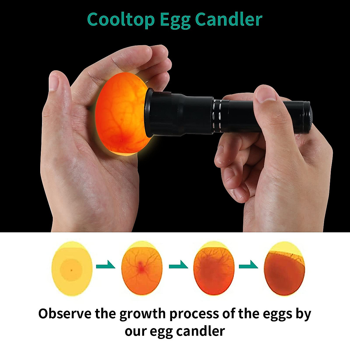 AZXIVIZ Egg Candler, Candling Light Tester for Eggs with High Intensity,Egg Candle for Distinguishing Fertile Chickens Ducks Quail Eggs