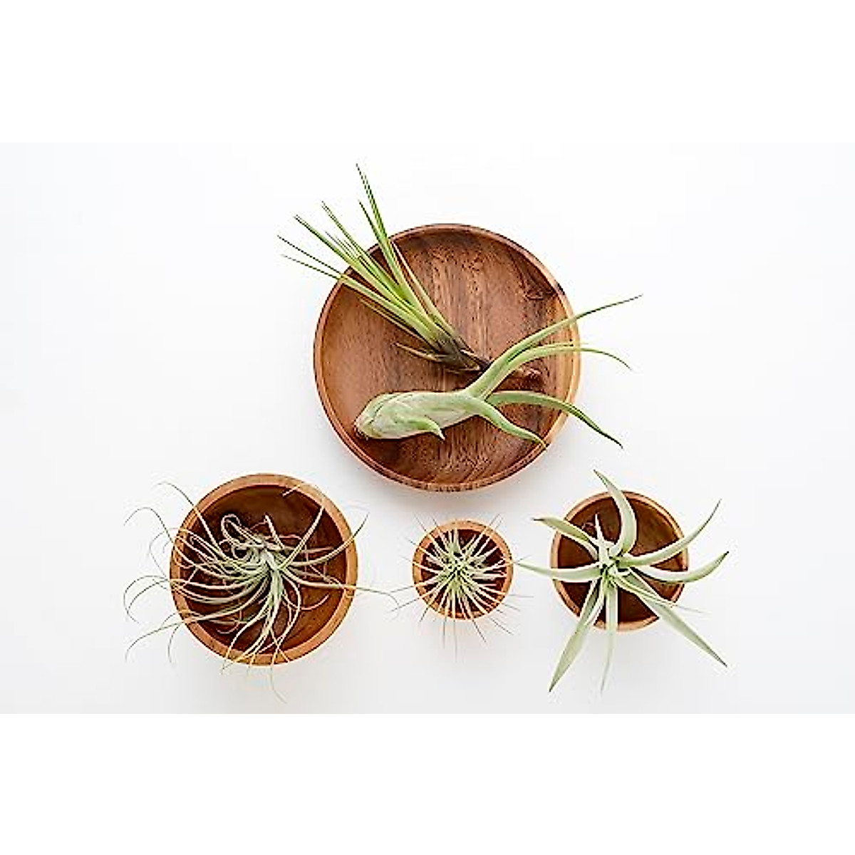 Air Plant Low Light House Plants Box (8PK) Tillandsia Air Plants Live Houseplants Live Indoor Plants Live Succulents Plants Live Terrarium Plants Live, Air Plant Holder Airplant Kit by Plants for Pets