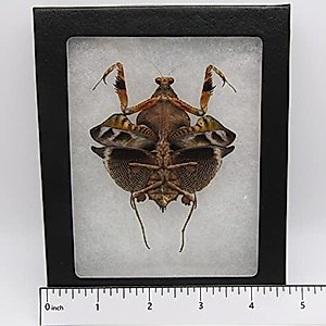 BicBugs Deroplatys lobata Female Real Framed Praying Mantis Dead Leaf
