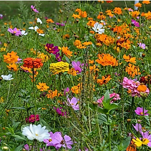 Mix Cosmos Bipinnatus Flower Seeds - Garden Cosmos Mexican Aster 11 Colors Non-GMO | Organic | Heirloom (10g)