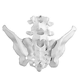 Vision Scientific VAP217 Female Pelvis with 4th & 5th Vertebrae | Extremely Accurate and Detailed Representations of The Female Pelvic Bones | Life Size for Accurate Study of The Anatomical Features
