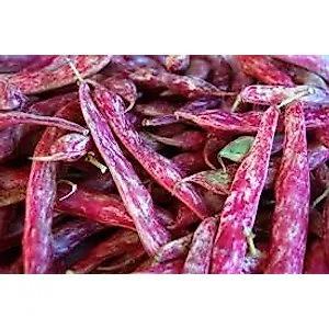 French Horticulture Bean Seeds for Planting, 50+ Heirloom Seeds Per Packet, (Isla's Garden Seeds), Non GMO Seeds, aka. Borlotti Bean, Botanical Name: Phaseolus vulgaris, Great Home Garden Gift
