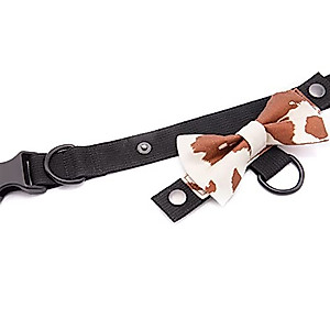 BOW Teddy - Modular Dog Collar