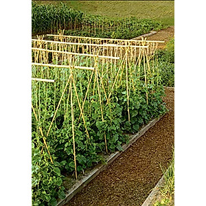 GROW!T Hydrofarm HGBB2 2' Natural Bamboo Stake, Pack of 25, Tan
