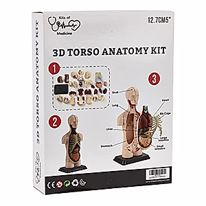 Human Anatomy Model | 32 Piece Human Body Puzzle | Perfect for Anatomy Study | Build Your Own Anatomy Museum | Torso Anatomy Model for Learning | Great Gift for Nurse, Dentist, Medical Students