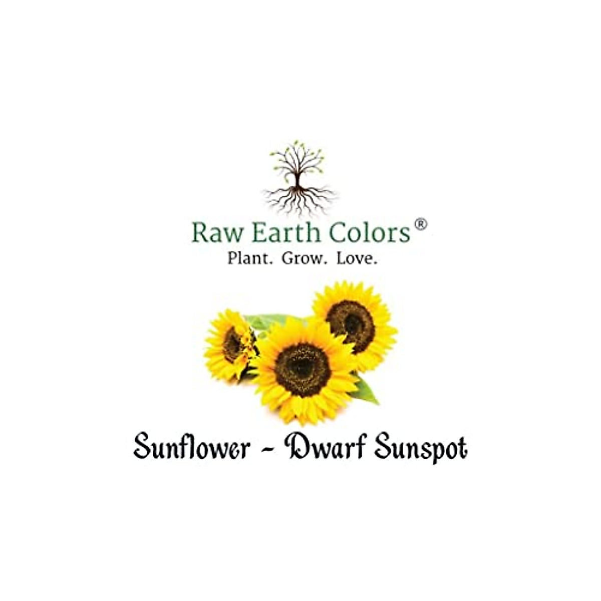 Dwarf Sunflower Seeds for Planting
