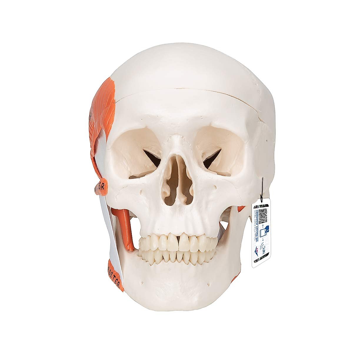 3B Scientific A24 Functional Skull wt Masticator Muscles 2-part - 3B Smart Anatomy