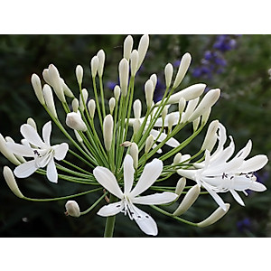 Agapanthus Getty White - 10 Live Plants - Blooming Groundcover Grass