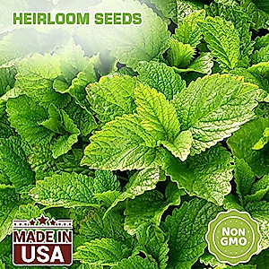 Set of 25 Medicinal Herbs and Herbal Tea Garden Seed Collection - Assorted Culinary Herb Seeds Variety Pack Including Lavender, Chamomile, Thyme, Oregano, Marjoram, and More