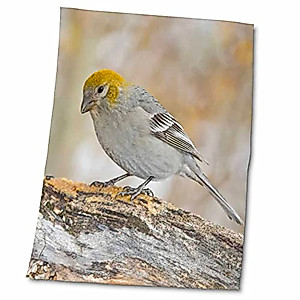 3dRose Colorado, Frisco. Pine grosbeak bird - US06 BJA0106 - Jaynes Gallery - Towels (twl-88852-2)