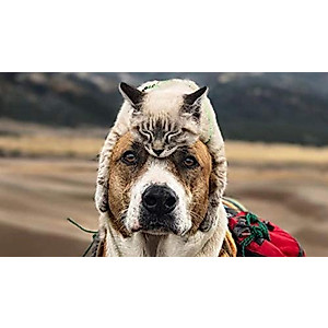 cat Skin and Coat Supplement - Pets Ultra Vitamins - for Dogs and Cats - Immune Health - Hair and Coat Benefits - Magnesium for Cats - 270 Treats (3 Bottles)