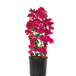 Live Plant Bougainvillea Vine Plant Assorted Colors 6" Pot with Trellis