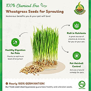 Todd's Seeds - 1 Pound of Wheatgrass Seeds - Non GMO Sprouting Seeds - Grind Into Whole Wheat Flour - Pet Grass - Cat Grass for Indoor Cats - Wheat Grass Seeds