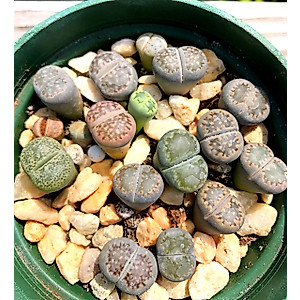Pack of 8 Live Exotic Lithops Plant Medium Size 2 Years Old Rare Living Stone Seedling Perfect Terrarium Addition