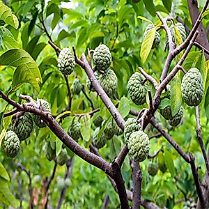 QAUZUY GARDEN Seeds - 20 Premium Custard Apple Buddha's Head Sugar Apple Sitafal Annona Cherimoya Fruit Tree Seeds, Non -GMO, Easy to Grow, Very Fresh Seeds
