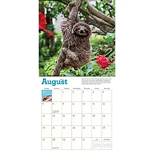 Original Sloths Wall Calendar 2023: The Ultimate Experts at Slowing Down