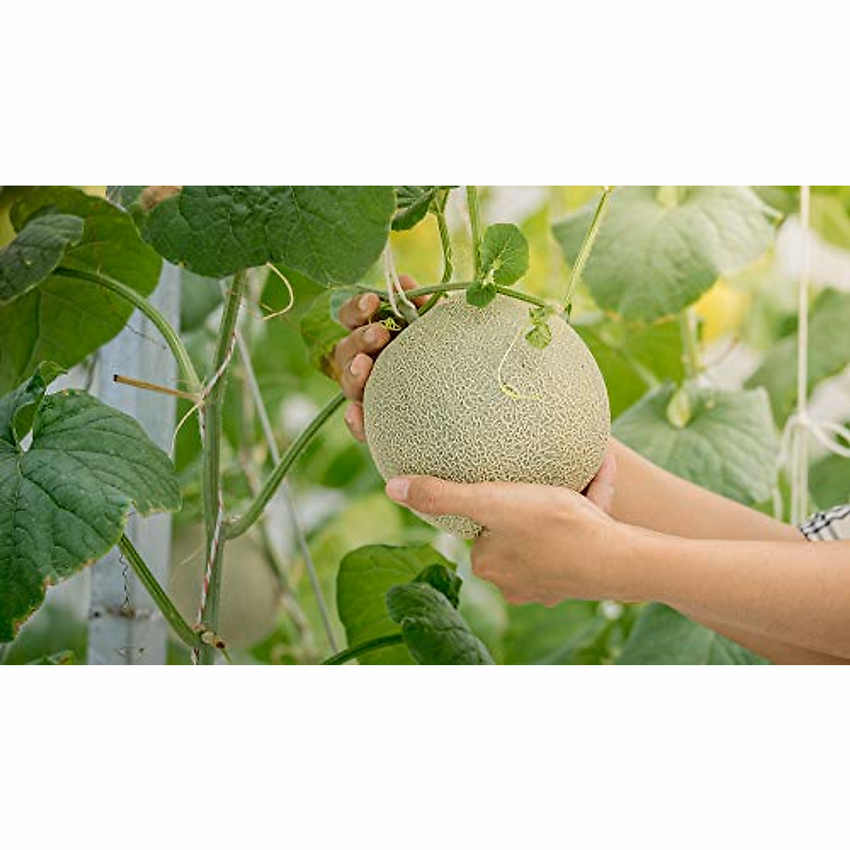 Imperial 45 Cantaloupe Seeds, 50+ Heirloom Seeds Per Packet, (Isla's Garden Seeds), Botanical Name: Cucumis melo VAR. cantalupensis, Non GMO Seeds
