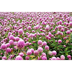 100+ Mix Globe Amaranth Gomfrena Pompom Flower Annual Outdoor Beautiful Garden